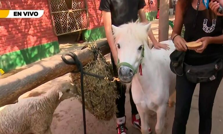 Día Internacional del Beso: Conoce a 'Pipucho', el pony besucón - ATV