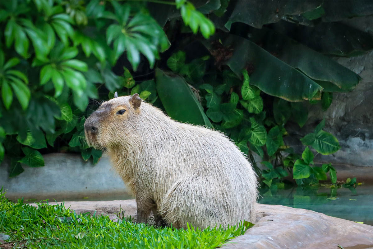 Conoce a 'Wilson', el lindo capibara que causa furor en el Parque de ...