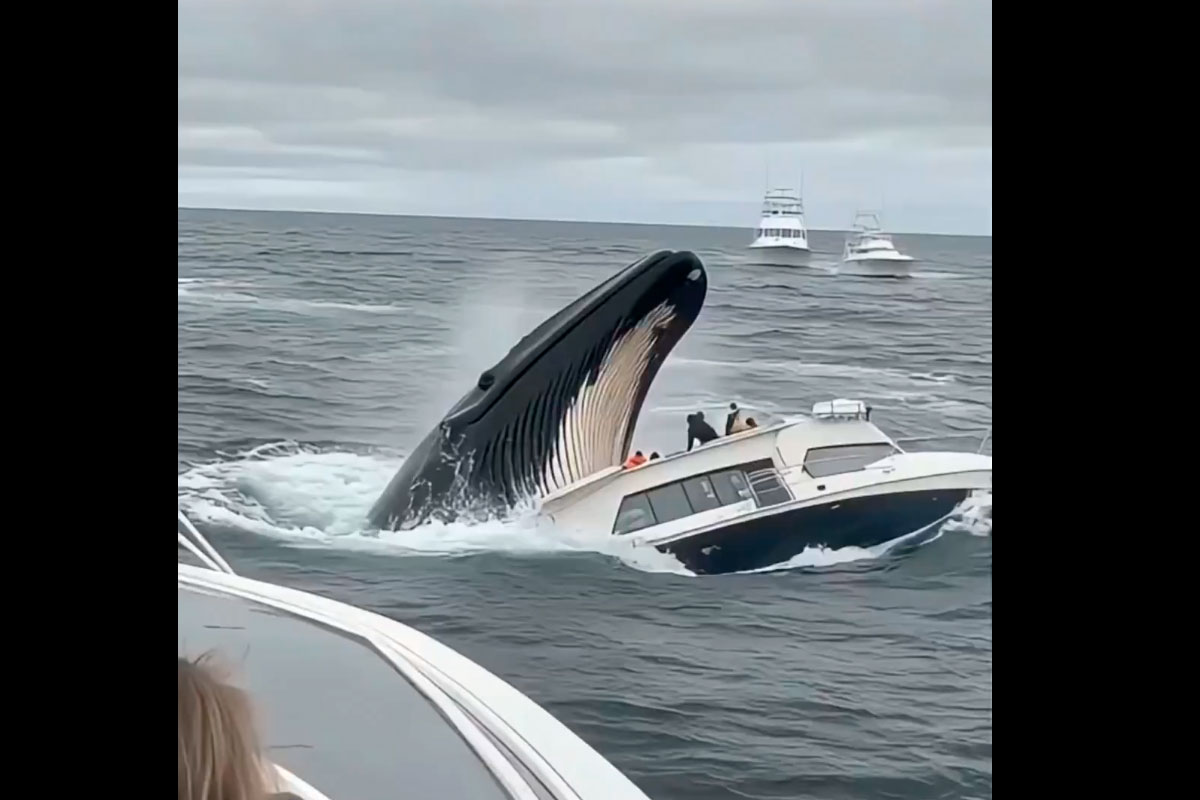 ¡Ballena se traga un barco lleno de pasajeros!, pero la verdad detrás ...