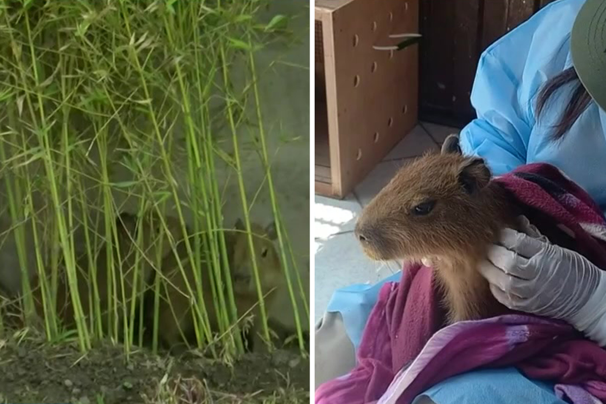 Capibaras bebés en el parque de las leyendas de Huachipa - ATV