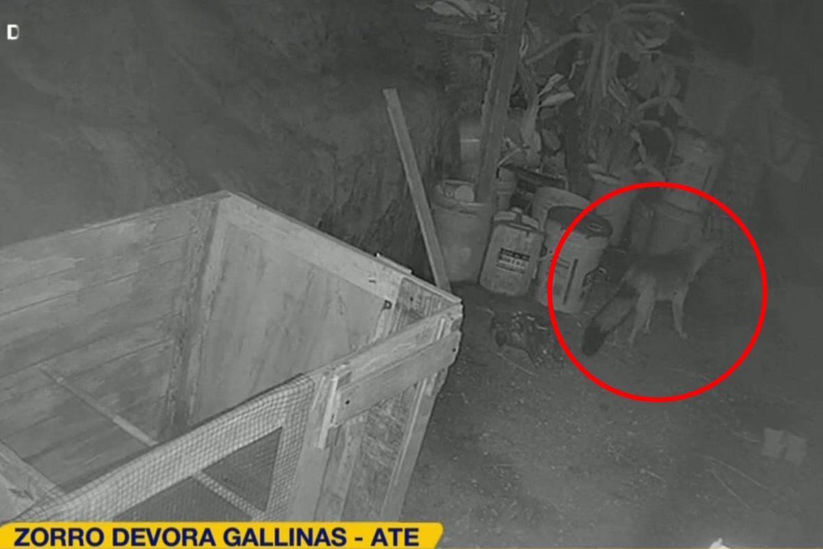 ¿El regreso de 'Run run'? Zorro se devora todas las gallinas en Ate - ATV