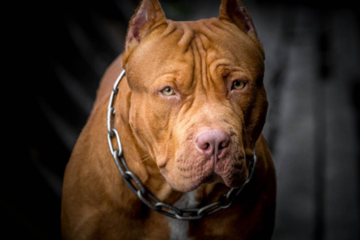 Pitbull muerde a quien se le cruce y casi deja a una mujer sin manos - ATV