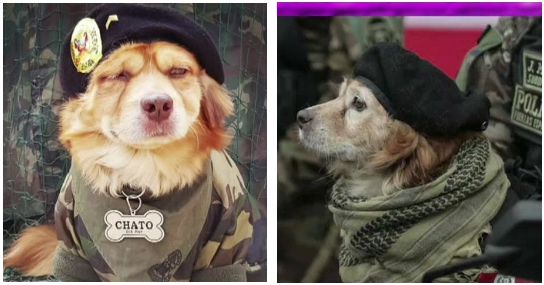 Chato’, el perro paracaidista, sorprendió al no desfilar en Fiestas ...