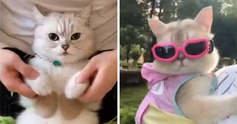 Gatita se convierte en la 'Reina de TikTok' al mostrar multifacéticos ...