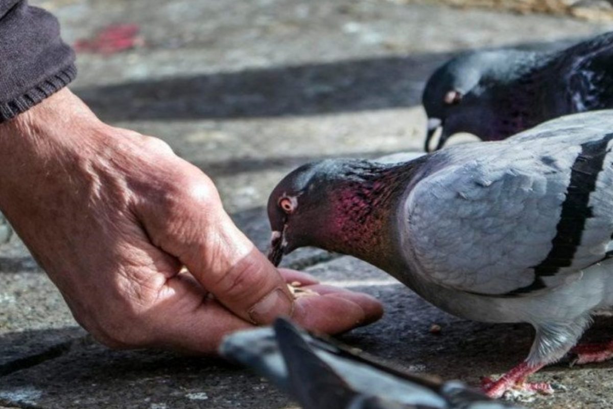 Estudio revela que las palomas son peligrosas para salud - ATV