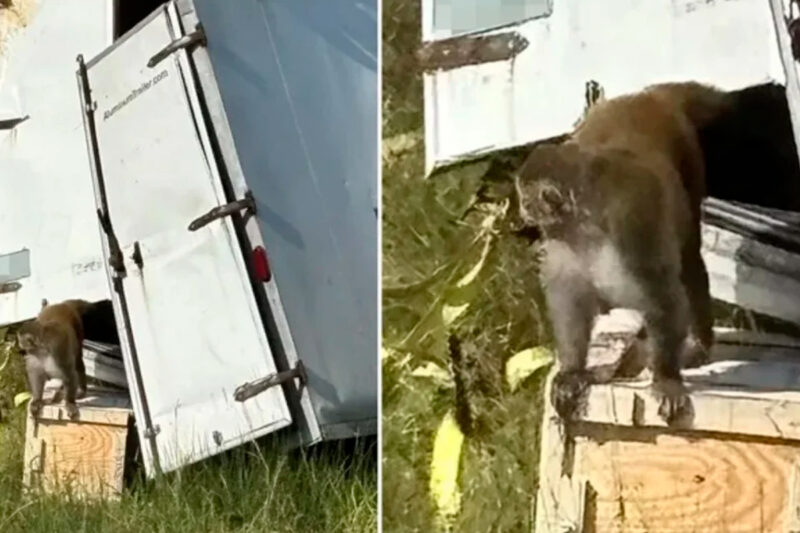 ¡Alerta sanitaria! Mono infectado con hepatitis, herpes y covid-19 ...