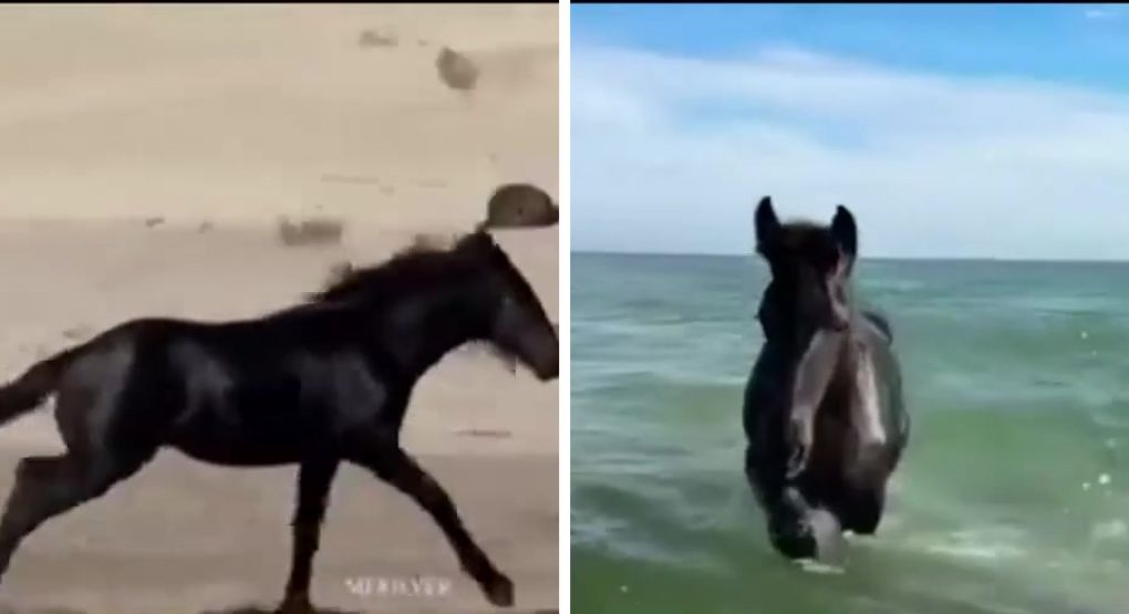 Tierno caballo causa sensación por su reacción al conocer el mar - ATV