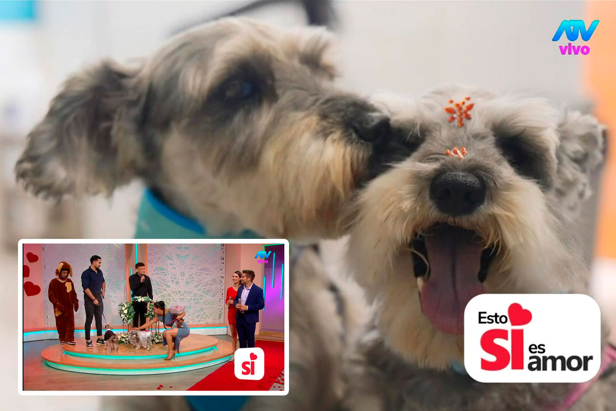 Esto sí es amor: Hashi y Luna sellaron su 'amor perruno' en una ...