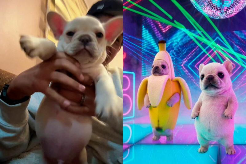 Perrito conquista las redes por su increíble parecido con "Pibble"