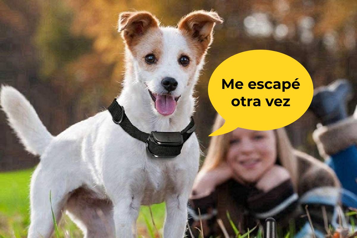Collar inteligente para perros y gatos traduce ladridos y maullidos