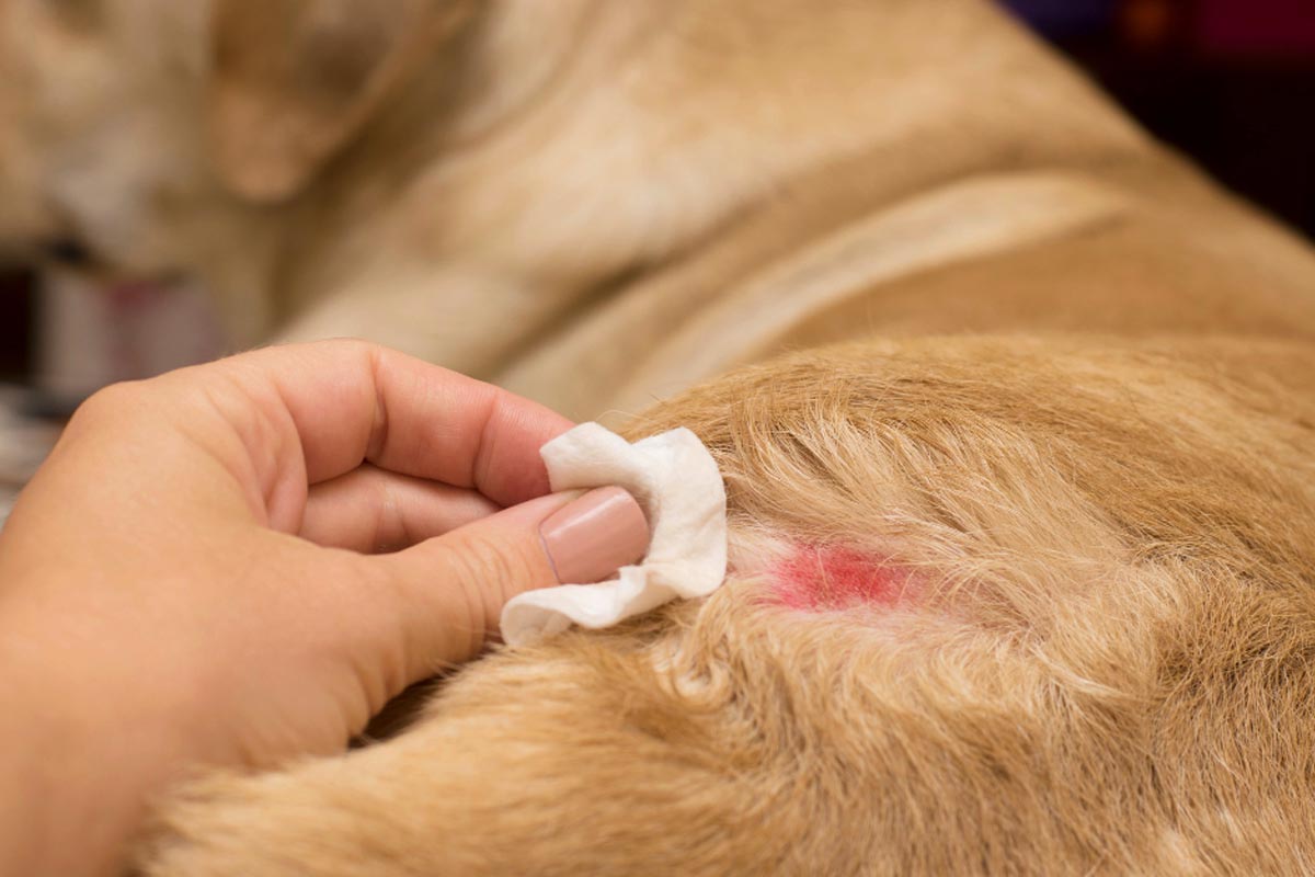 Alergia en perros: tipos, síntomas y cómo tratarlos - ATV