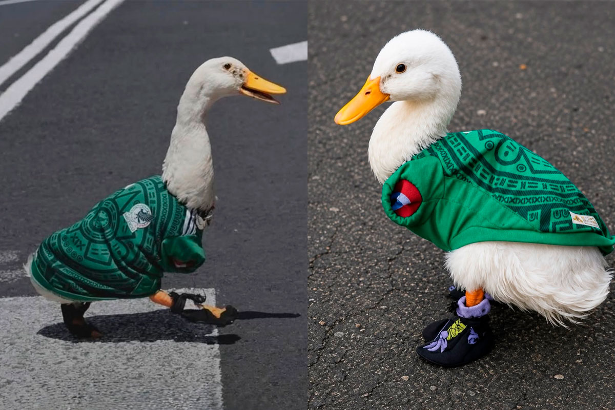 Merlín, el pato viral de la gran fiesta del fútbol en México