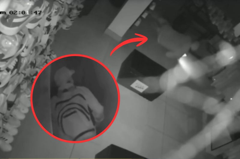 Perrita desaparece tras ataque de Rottweiler: dueños la buscan